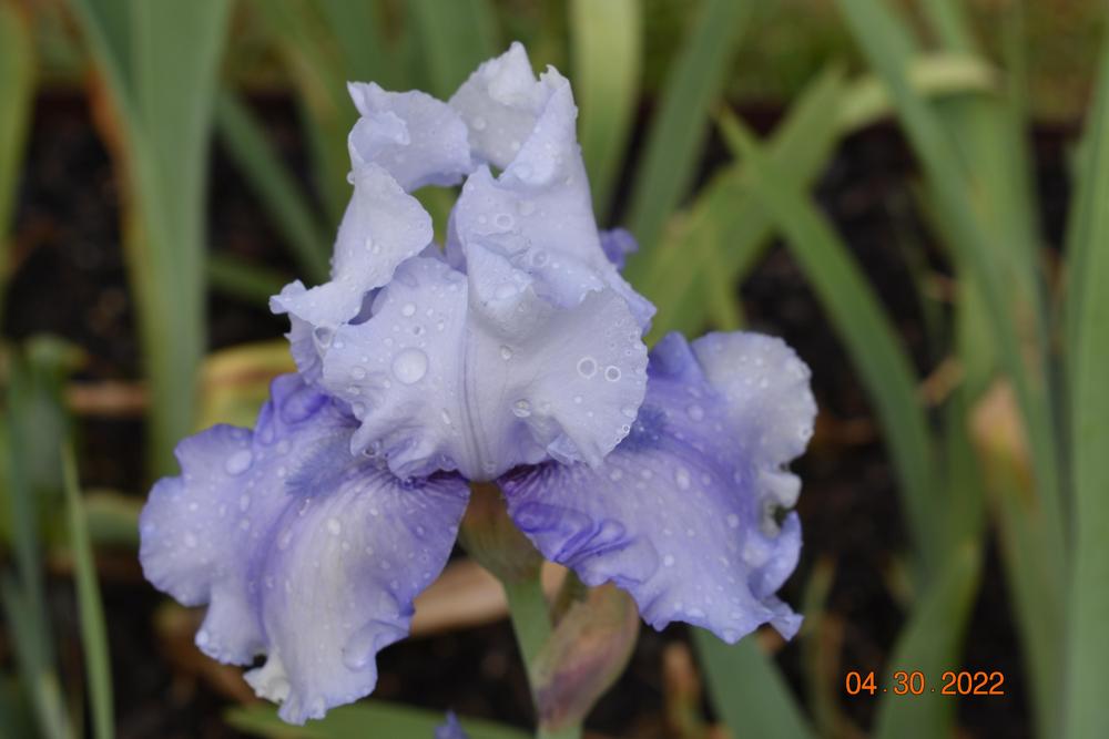 Tall Bearded Iris (Iris 'Twilight Symphony') in the Irises Database ...