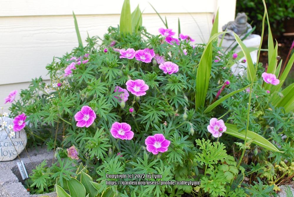 Photo of the entire plant of Hardy Geranium (Geranium sanguineum 'Elke ...