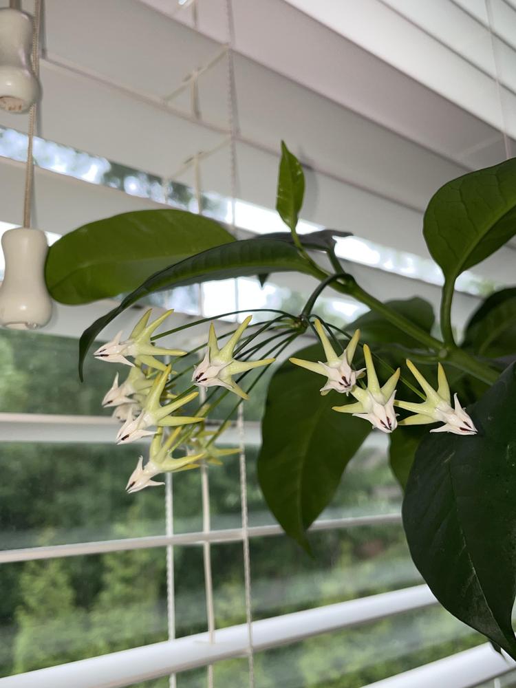 Photo of the bloom of Shooting Star Hoya (Hoya multiflora) posted by A ...