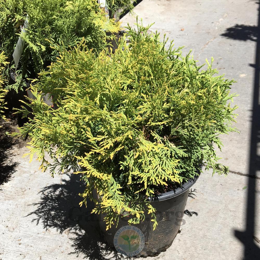 Photo of the seedling or young plant of American Arborvitae (Thuja occidentalis 'Globosa Aurea ...