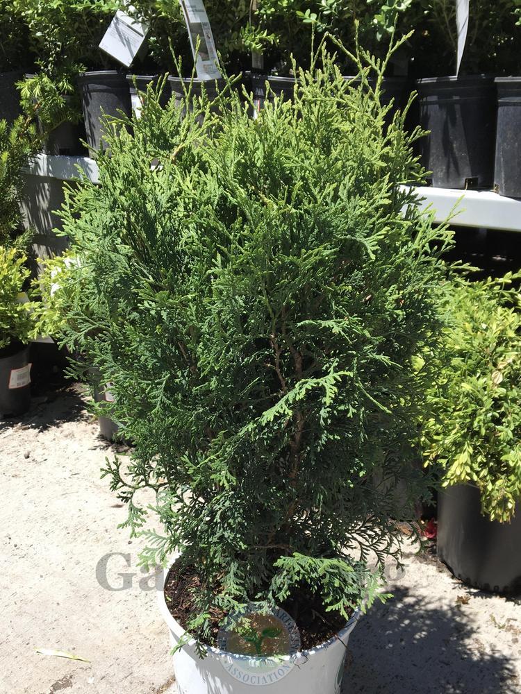 Northern White Cedar (Thuja occidentalis Skybound®) in the Arborvitaes ...