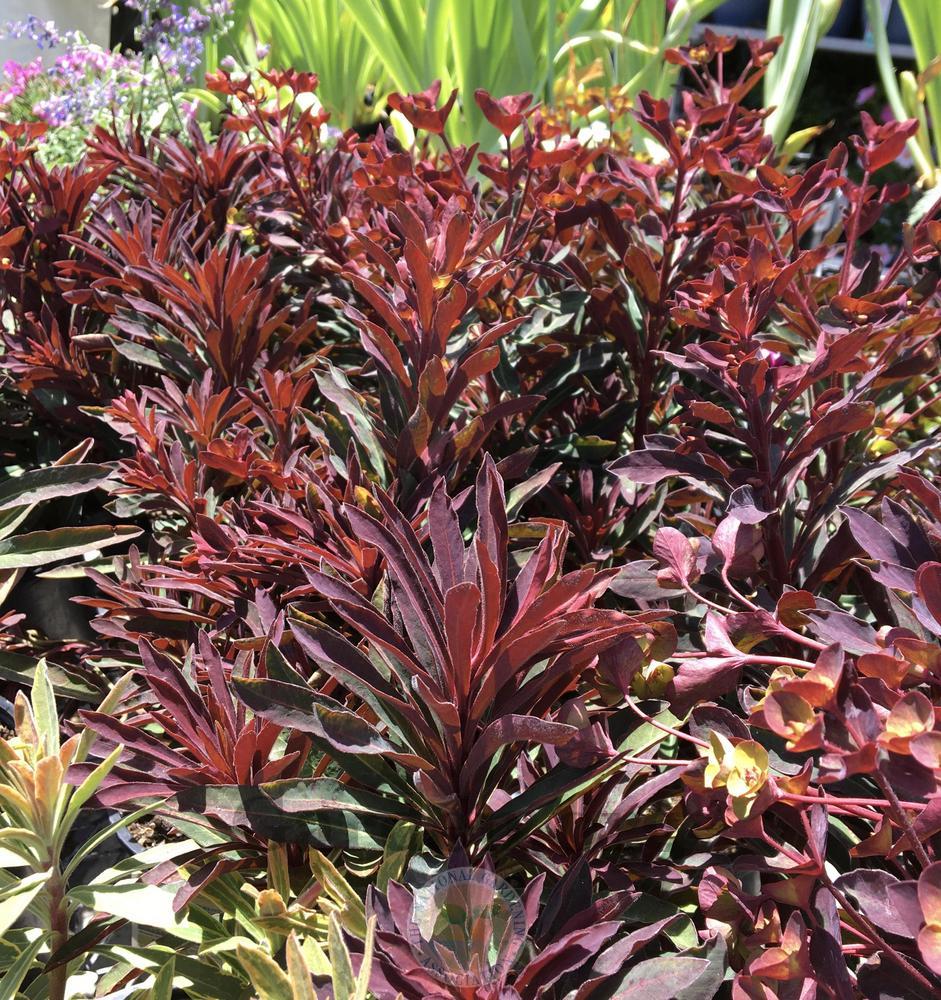 Photo of the leaves of Wood Spurge (Euphorbia 'Miner's Merlot') posted ...