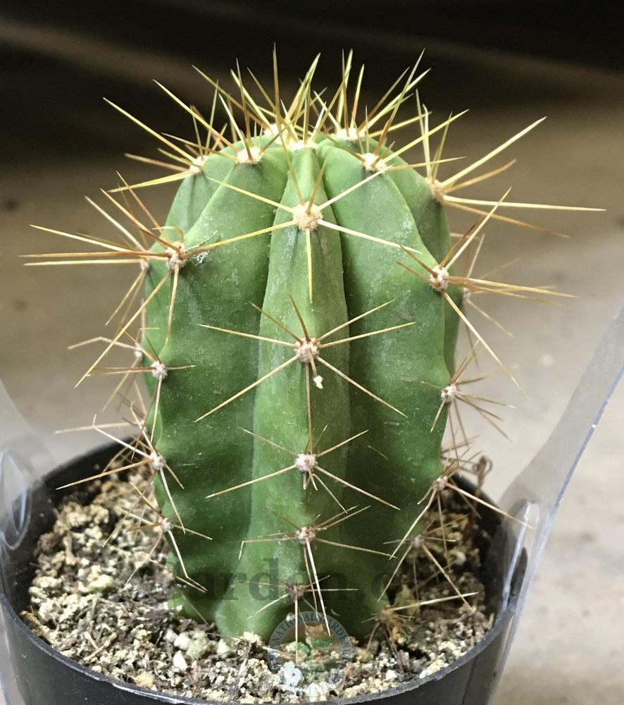 Chende (Polaskia chende) - Garden.org