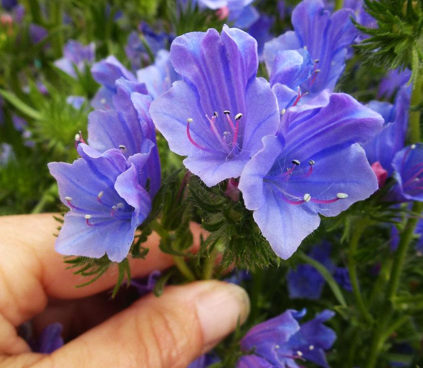 Photo of the bloom of Viper's Bugloss (Echium plantagineum 'Blue Bedder ...
