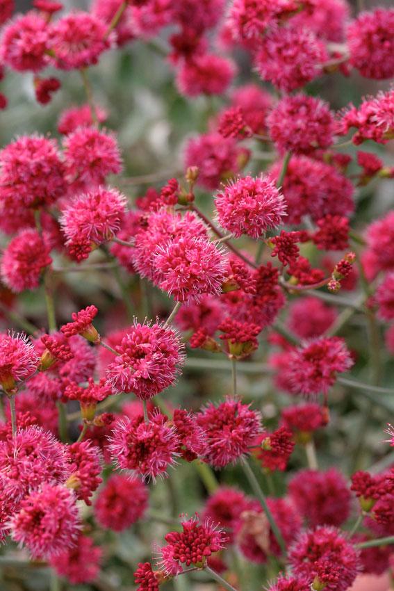 Photo of the bloom of Red Buckwheat (Eriogonum grande var. rubescens ...