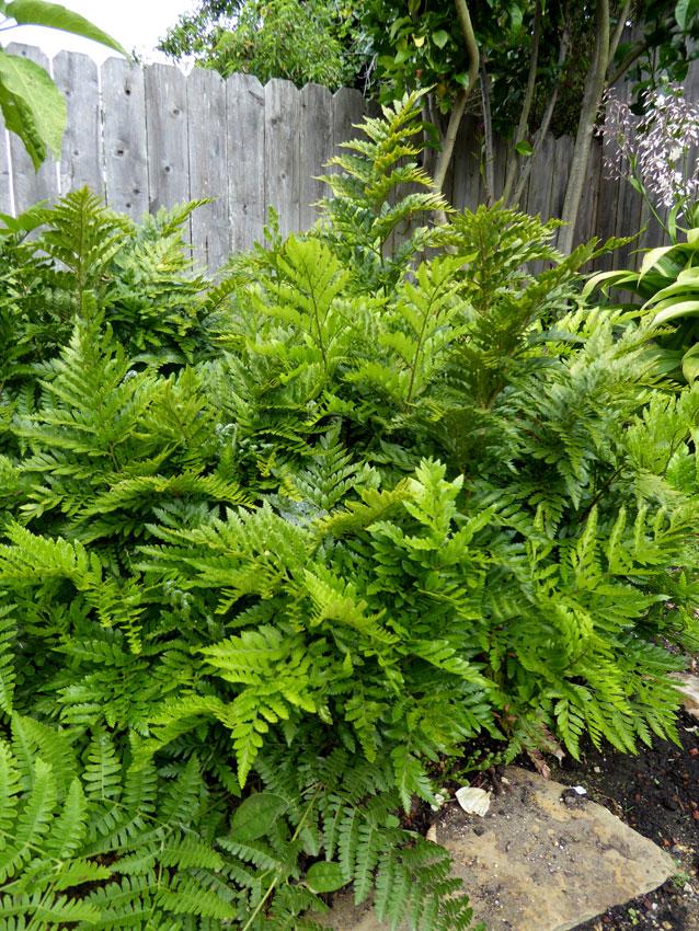Photo of the entire plant of Leatherleaf Fern (Rumohra adiantiformis ...
