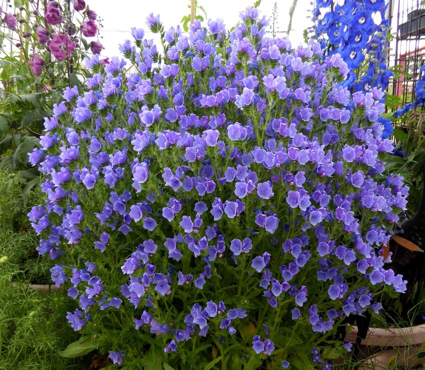 Photo of the entire plant of Viper's Bugloss (Echium plantagineum 'Blue ...