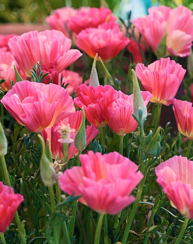 Photo of the bloom of California Poppy (Eschscholzia californica 'Rose ...