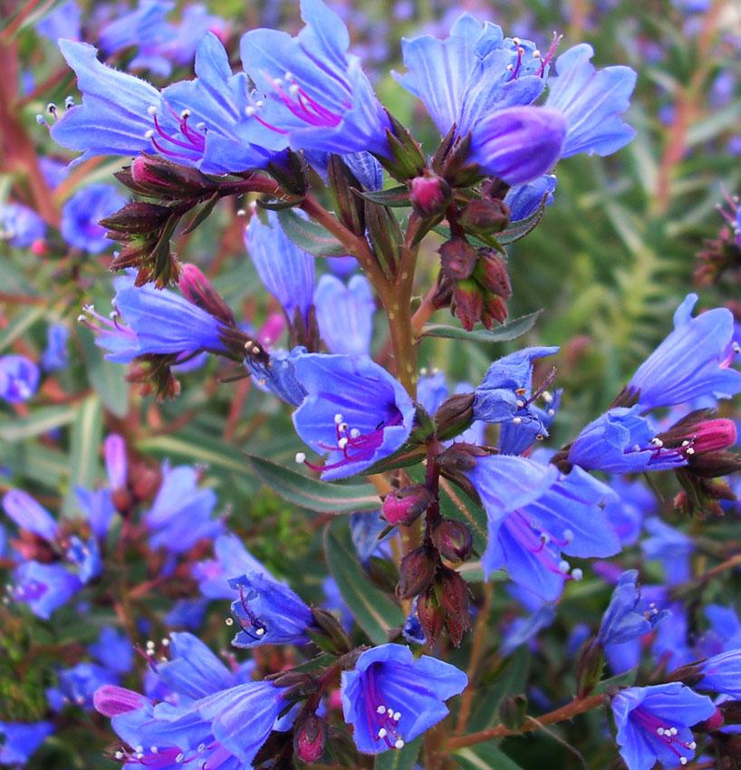 Photo of the bloom of Echium (Echium gentianoides) posted by Joy ...