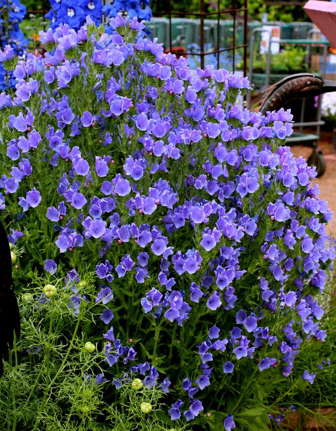 Photo of the entire plant of Viper's Bugloss (Echium plantagineum 'Blue ...