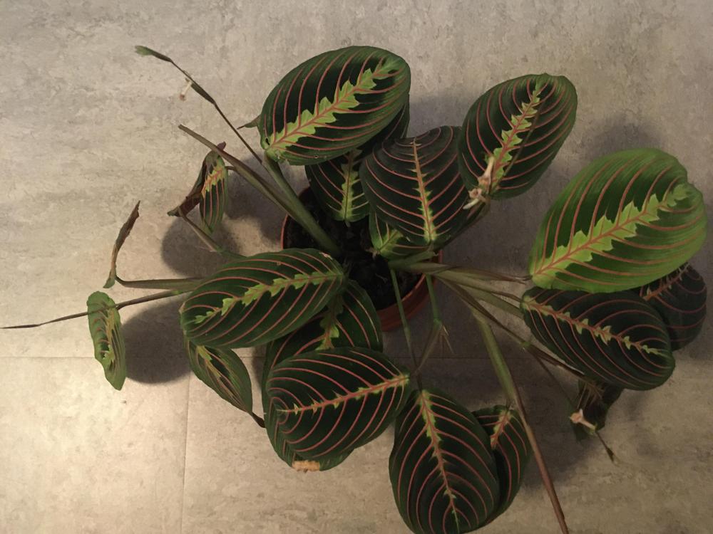 Plants too big for pots? in the Houseplants forum - Garden.org