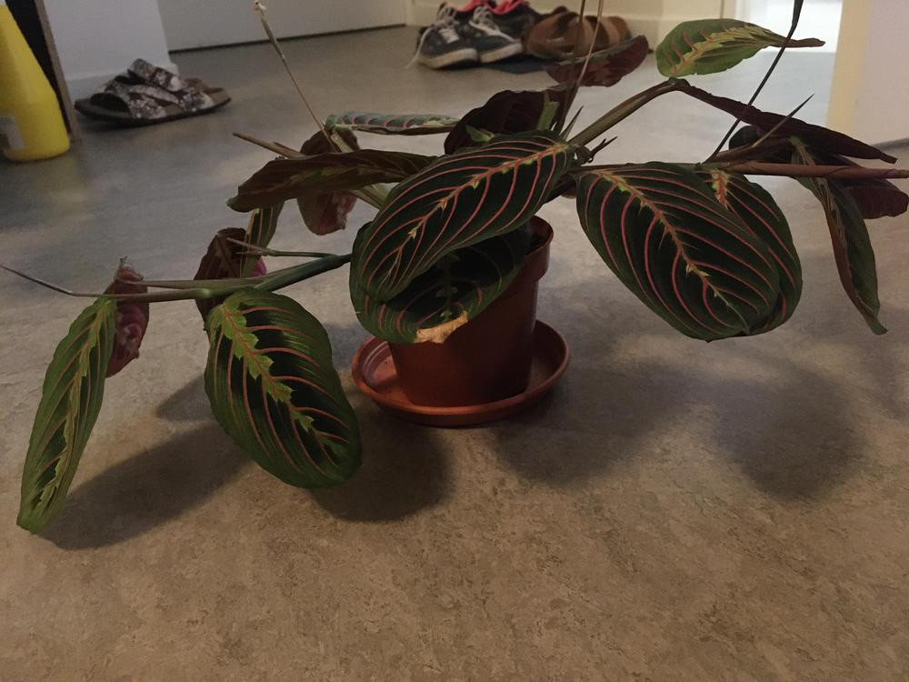 Plants too big for pots? in the Houseplants forum - Garden.org
