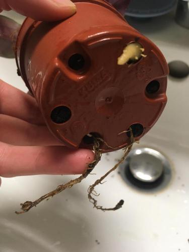 Plants too big for pots? in the Houseplants forum - Garden.org