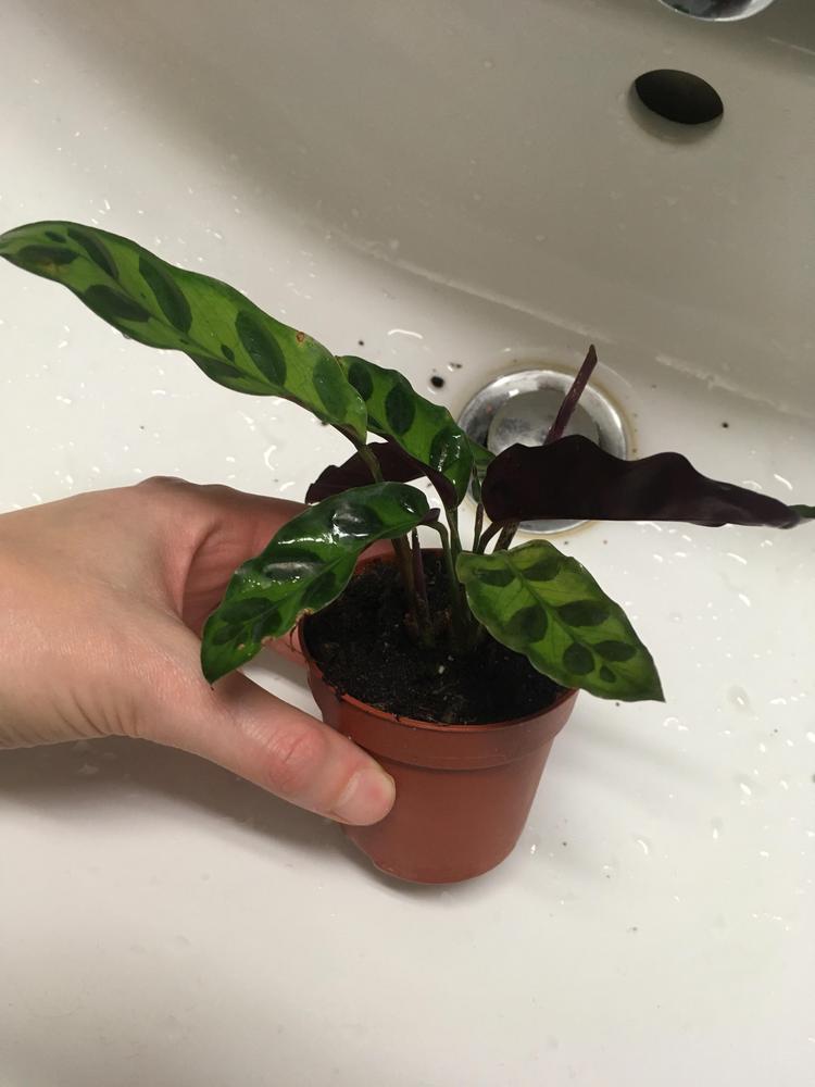 Plants too big for pots? in the Houseplants forum - Garden.org