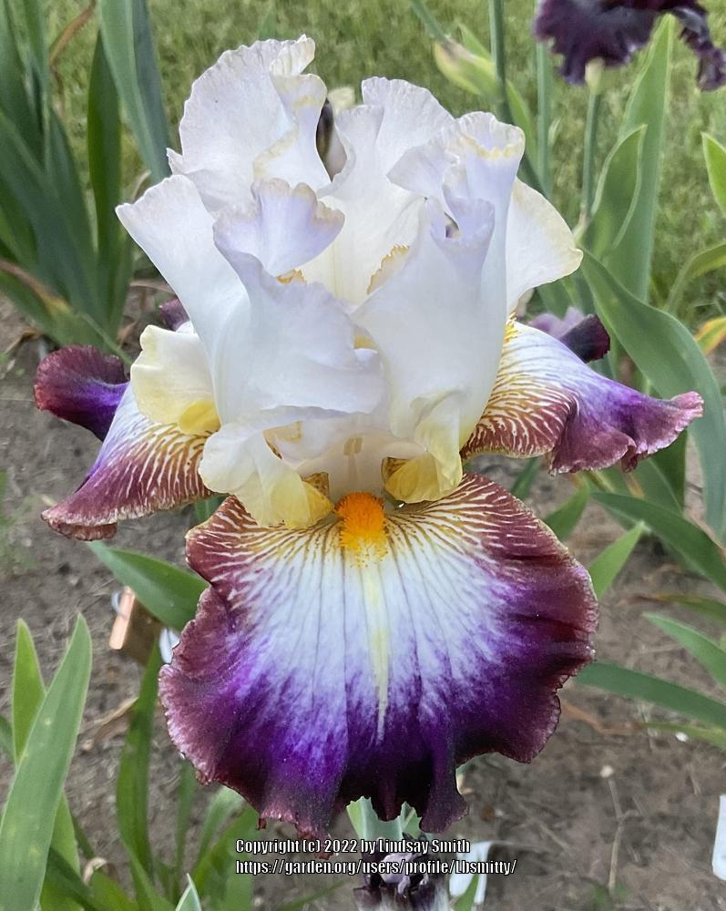 Photo of the bloom of Tall Bearded Iris (Iris 'Edge of Heaven') posted by Lbsmitty - Garden.org