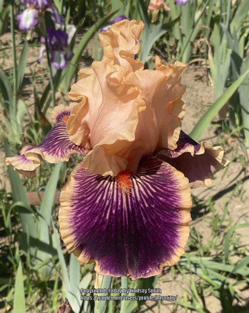 Photo of the bloom of Tall Bearded Iris (Iris 'Reality Check') posted ...