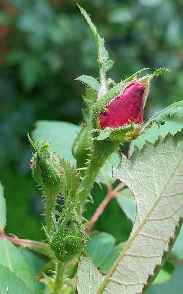 Photo of the closeup of buds, sepals and receptacles of Rose (Rosa 'Cancan') posted by LindsayG ...