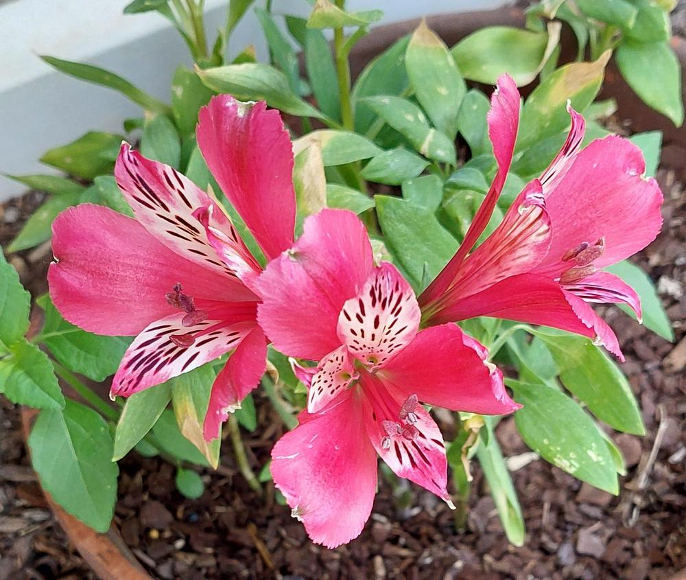 Peruvian Lily (Alstroemeria Inca Lolly™) in the Peruvian Lilies ...