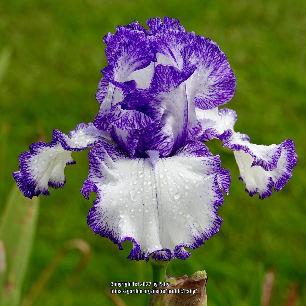 Photo of the bloom of Tall Bearded Iris (Iris 'Ink Patterns') posted by ...