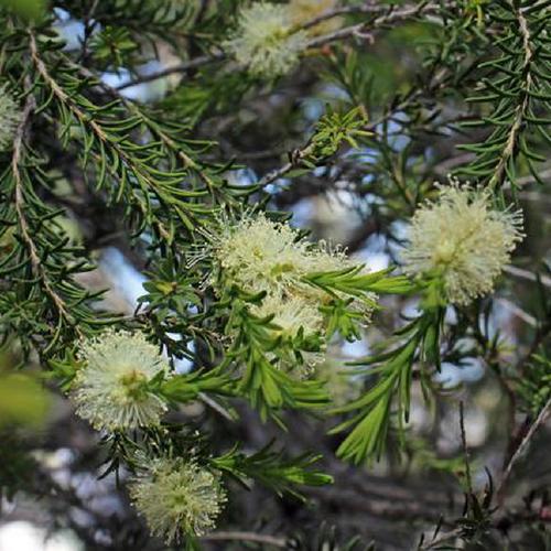Drooping Melaleuca (Melaleuca armillaris) in the Melaleucas Database ...