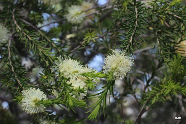Photo of the bloom of Drooping Melaleuca (Melaleuca armillaris) posted ...