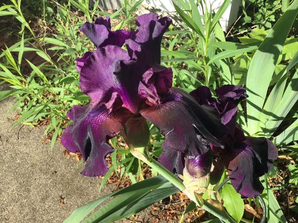 Photo of the bloom of Tall Bearded Iris (Iris 'Black Knight') posted by ...