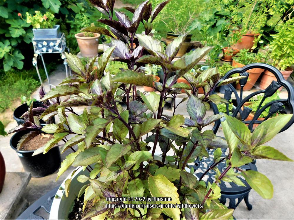 Basil (Ocimum basilicum 'Persian') in the Basils Database - Garden.org