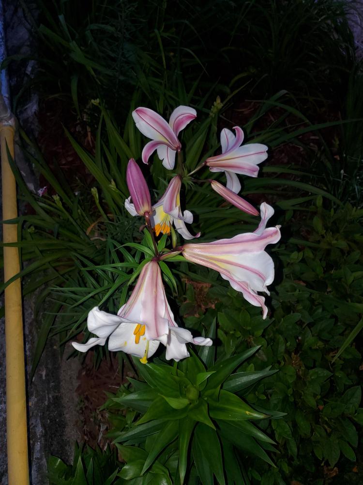 Photo of the bloom of Regal Lily (Lilium regale) posted by AnthonyF ...