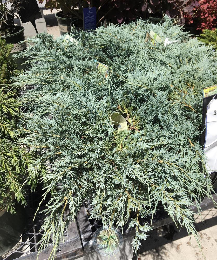 Photo of the entire plant of Rocky Mountain Juniper (Juniperus ...