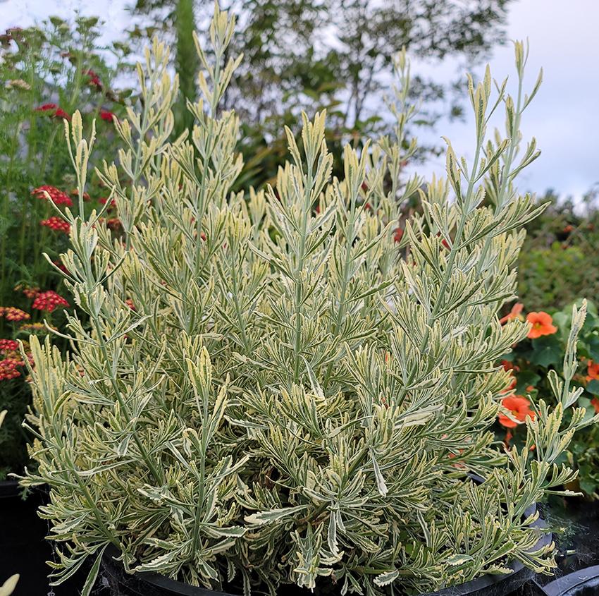 Photo of the entire plant of Lavender (Lavandula x heterophylla 'Meerlo ...
