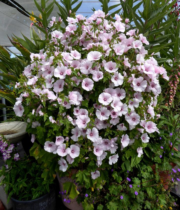 Photo of the entire plant of Annual Mallow (Malva trimestris 'Pink Blush') posted by Joy ...