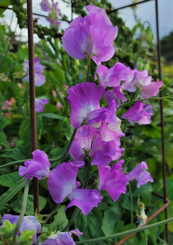Photo of the bloom of Sweet Pea (Lathyrus odoratus 'Pulsar') posted by ...