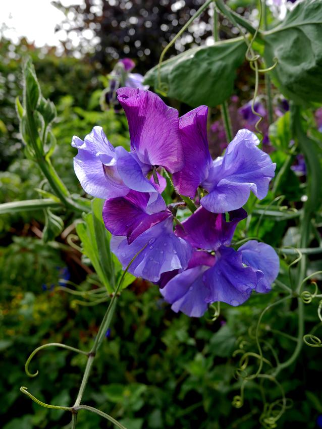Photo of the bloom of Sweet Pea (Lathyrus odoratus 'North Shore ...
