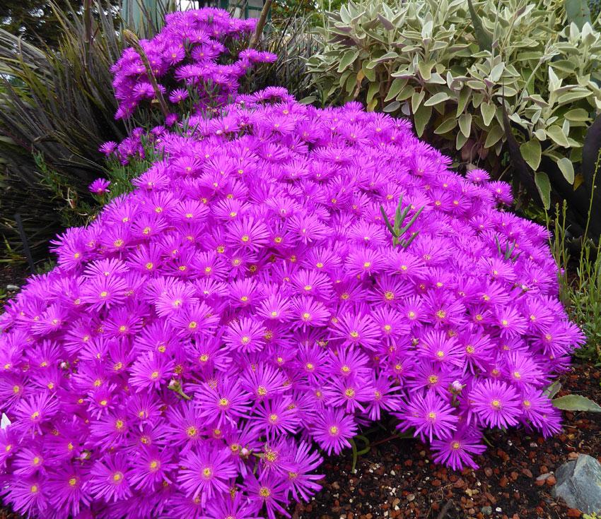 Photo of the entire plant of Lampranthus 'Pink Kaboom' posted by Joy ...