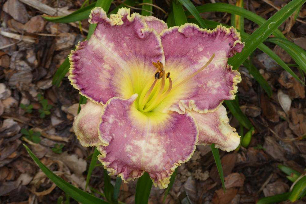 Photo of the bloom of Daylily (Hemerocallis 'Raspberry Eclipse') posted ...