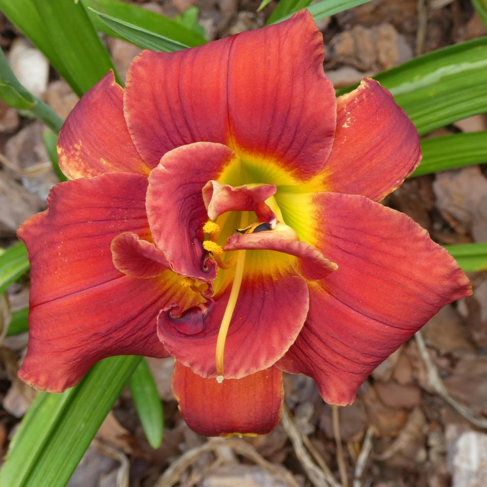 Photo of the bloom of Daylily (Hemerocallis 'Double Trouble') posted by ...