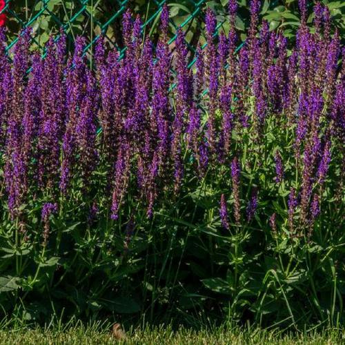 Sage (Salvia Color Spires® Violet Riot) in the Salvias Database ...