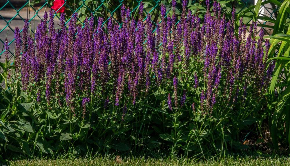 Sage (Salvia Color Spires® Violet Riot) in the Salvias Database ...