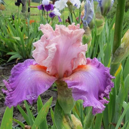 Tall Bearded Iris (Iris 'Straight Laced') in the Irises Database ...