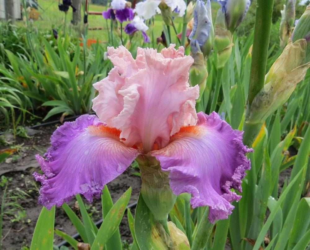 Photo of the bloom of Tall Bearded Iris (Iris 'Straight Laced') posted ...