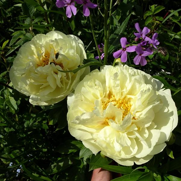 Photo of the bloom of Peony (Paeonia 'Lemon Chiffon') posted by Orsola ...