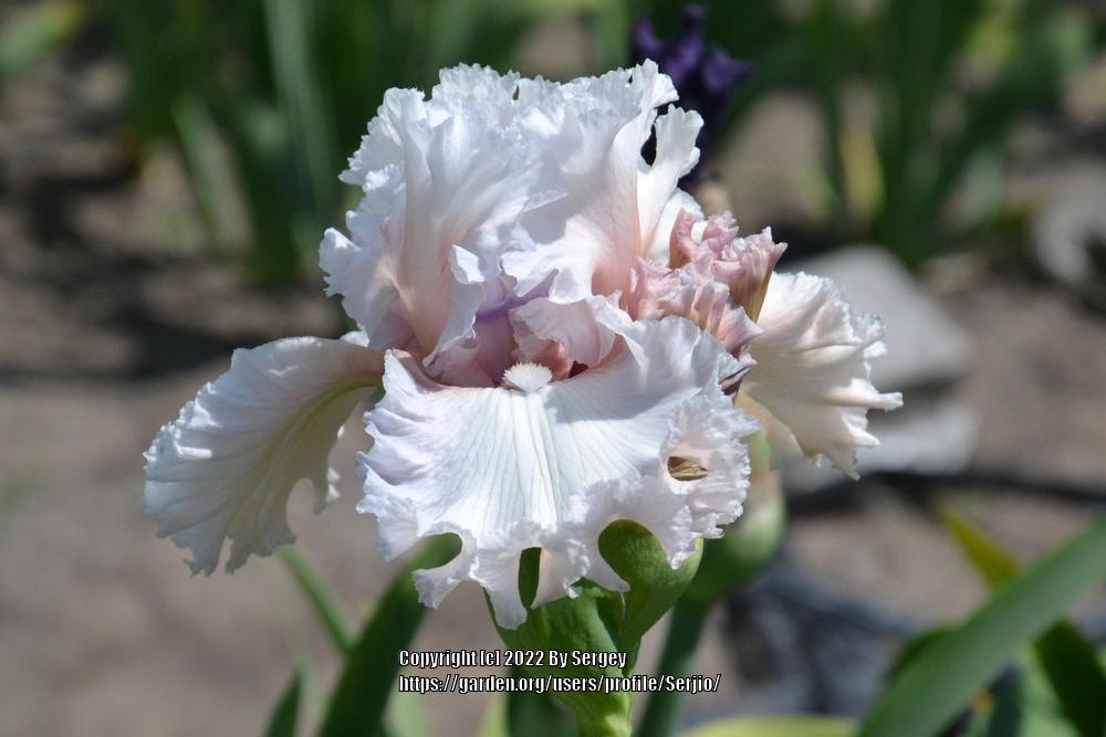 Tall Bearded Iris (Iris 'My Pretty') in the Irises Database - Garden.org