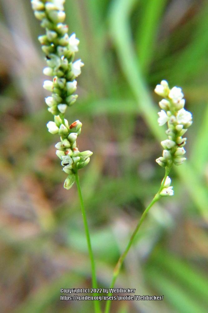 Photo of the bloom of Water Pepper (Persicaria hydropiper) posted by ...