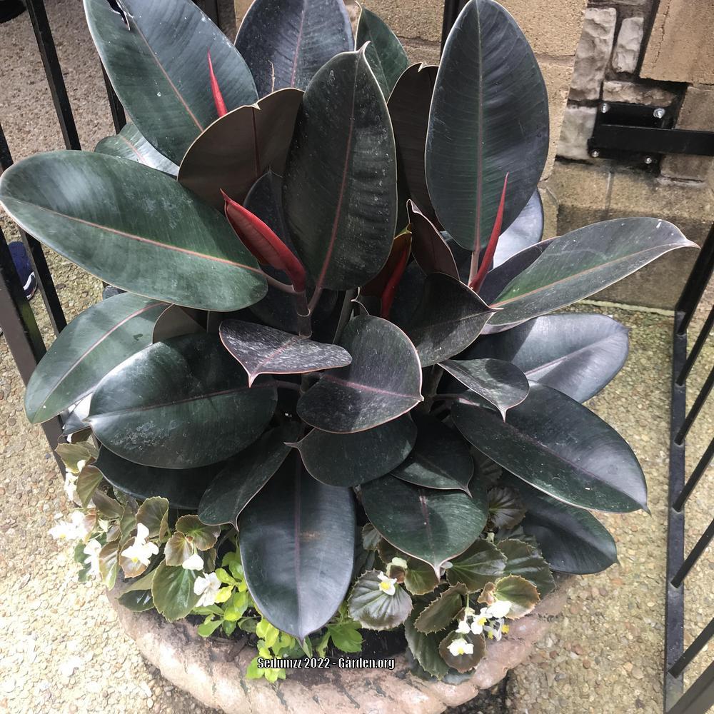 Photo of the entire plant of Rubber Tree (Ficus elastica 'Robusta ...