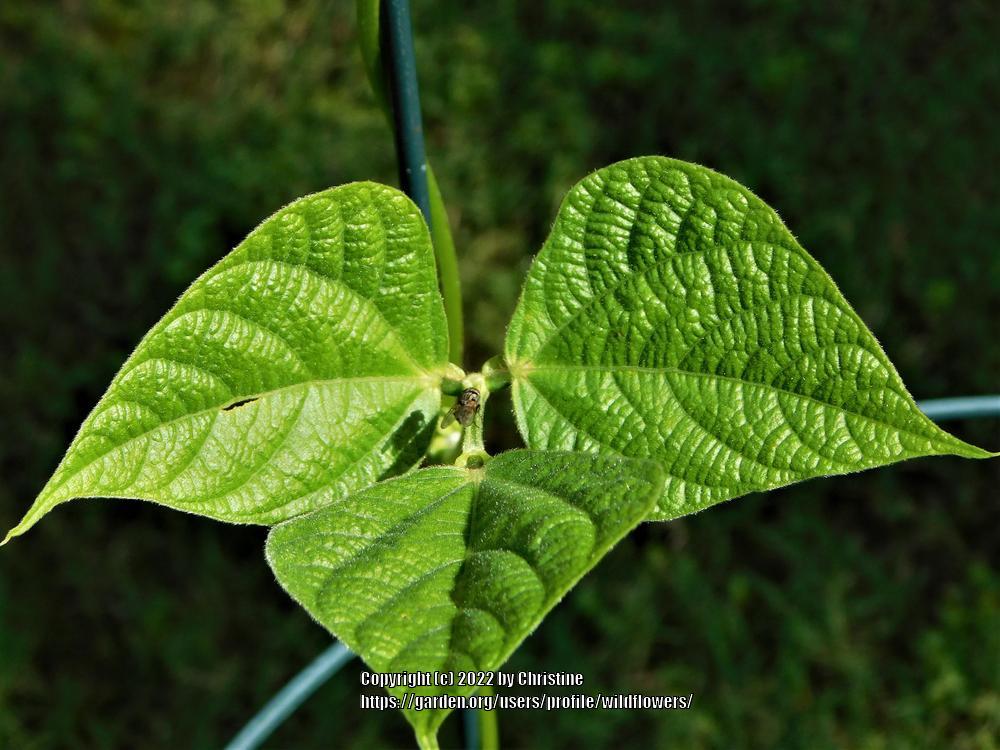 Photo of the leaves of Pole Bean (Phaseolus vulgaris 'Fortex') posted ...