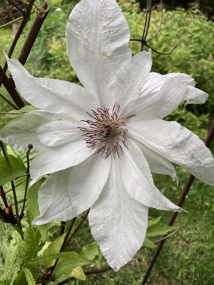 Photo of the bloom of Clematis 'Beautiful Bride' posted by Beulah9 ...