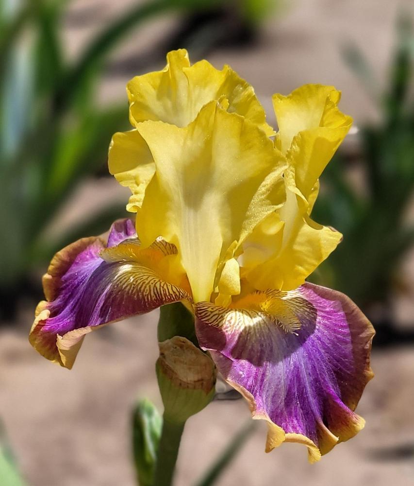 Photo of the bloom of Tall Bearded Iris (Iris 'Let's Fly') posted by ...