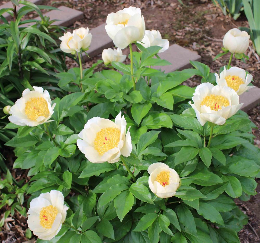 Photo of the entire plant of Peony (Paeonia 'Silver Dawn Mix') posted ...