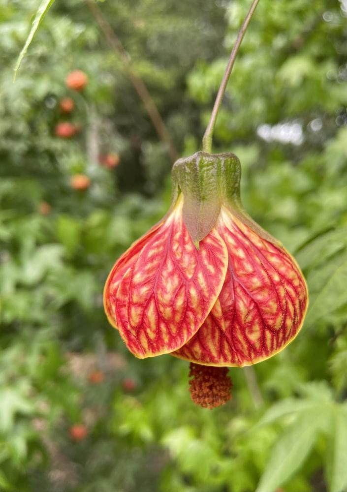 Photo of the bloom of Flowering Maple (Abutilon 'Tiger Eye') posted by ...