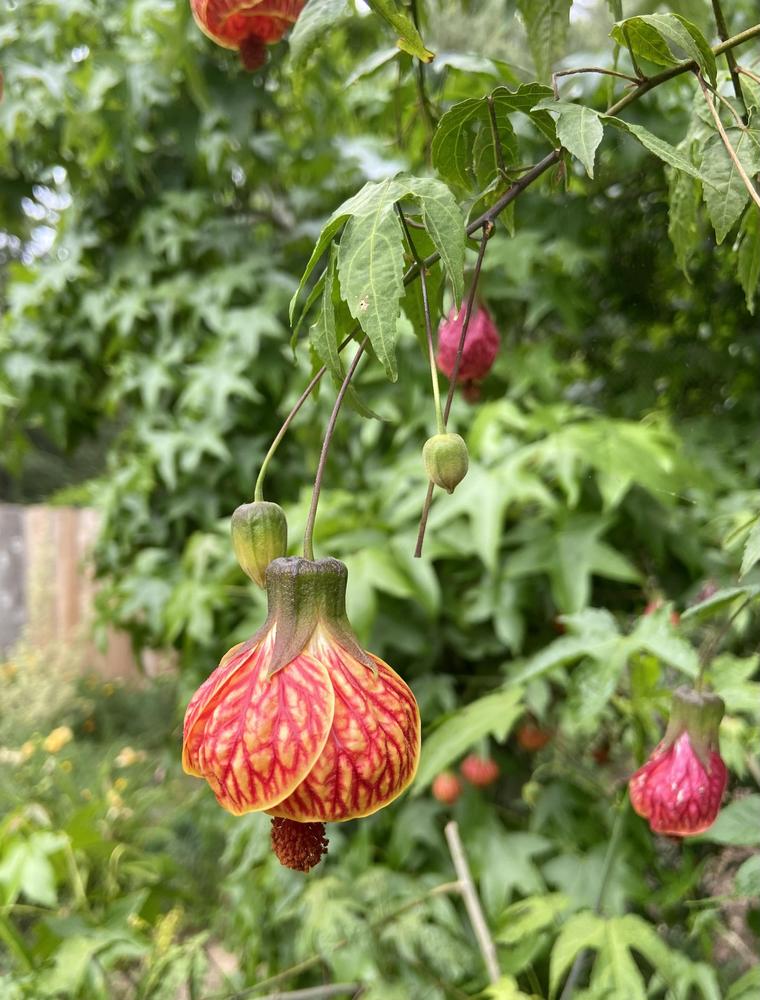Photo of the bloom of Flowering Maple (Abutilon 'Tiger Eye') posted by ...